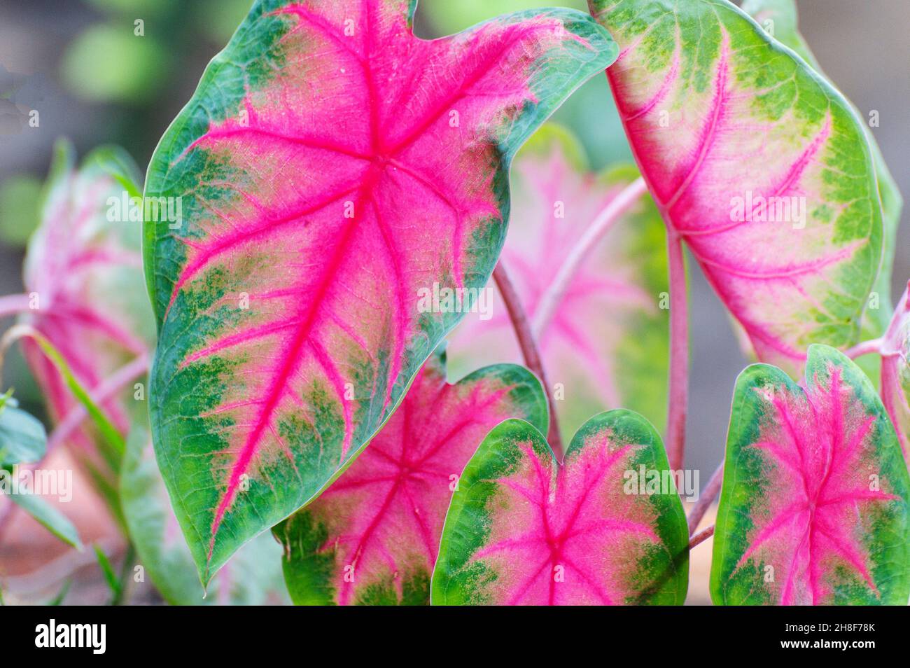 Patabahar or patabahari plant, Codiaeum variegatum, beautiful plant ...