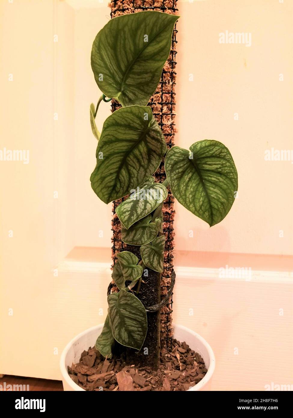 Monstera Dubia, a popular shingling plant with variegated leaves Stock ...