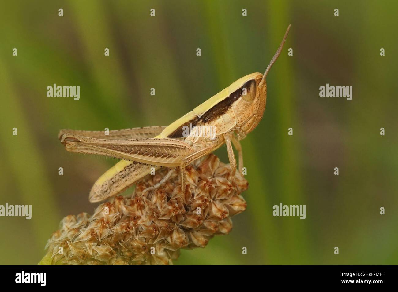 Closeup on the Common straw grashopper, Euchorthippus declivus Stock ...