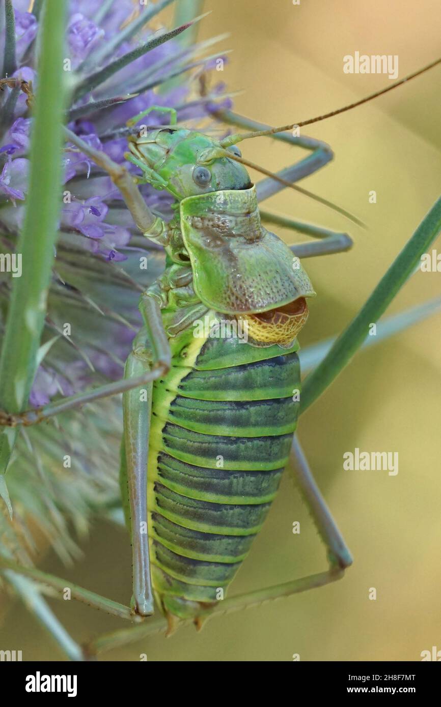 Vertical closeup on a Western saddle-back bush cricket , Ephippiger ...