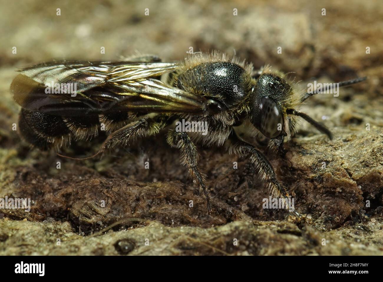 Scissor bee hi-res stock photography and images - Alamy