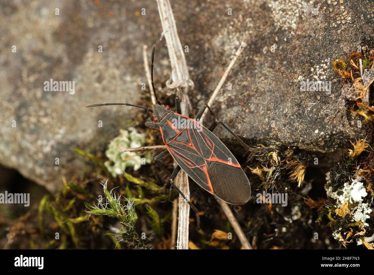 Western box elder bug hi-res stock photography and images - Alamy