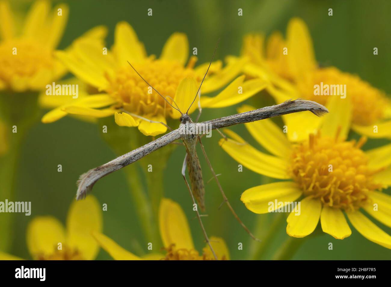 Common plume moth hi-res stock photography and images - Alamy