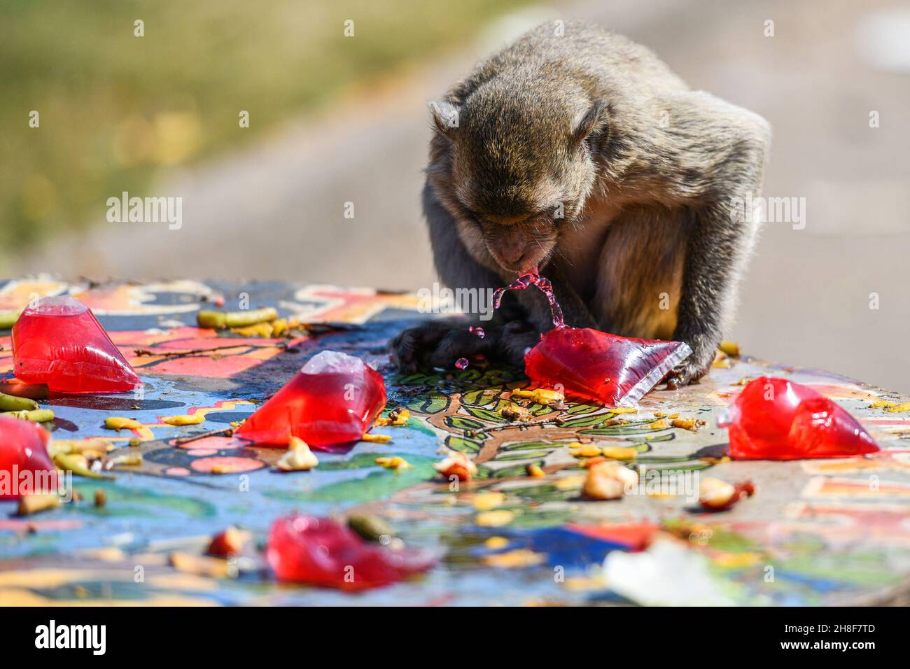 Monkey chinese table hi-res stock photography and images - Alamy
