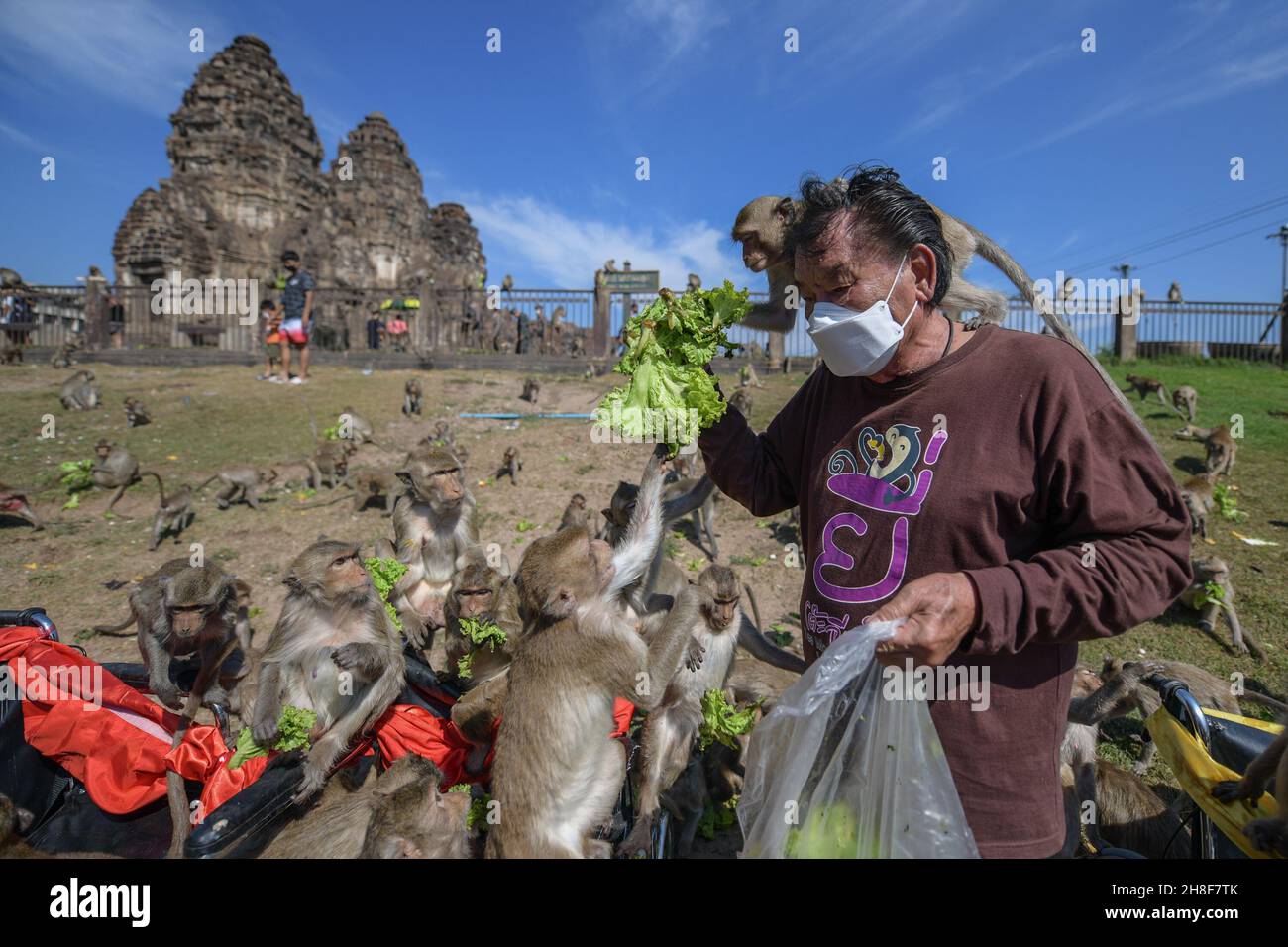 Thailand monkeys quarantine hi-res stock photography and images - Alamy