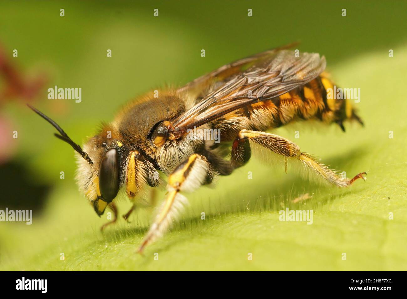 Closeup on a colorful yellow male European woolcarder bee, Anthidium ...