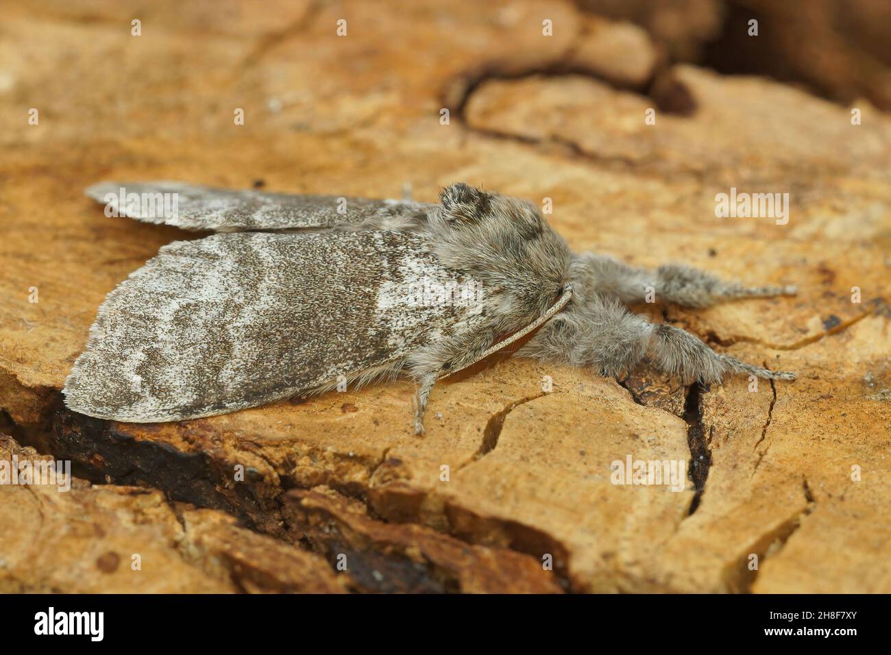 Closeup of the pale tussock moth, Calliteara pudibunda Stock Photo - Alamy