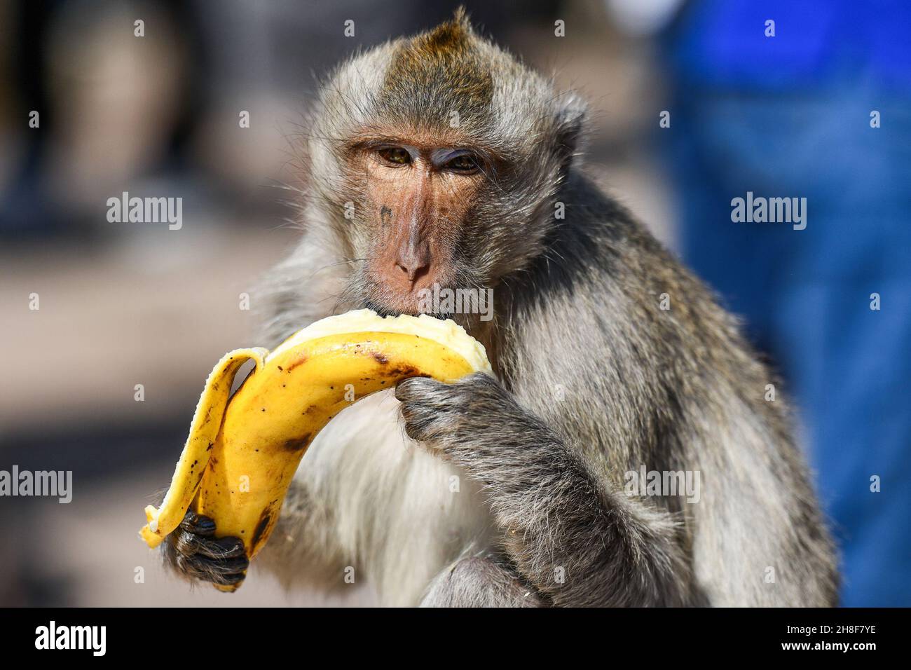 A Monkey participated in the food tasting and assorted fruits at the ...