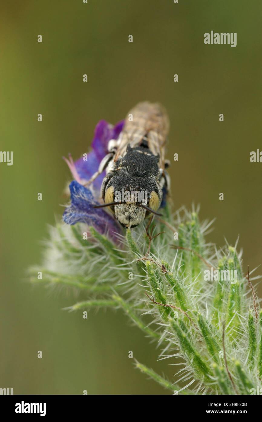 Close of a cuckoo bee , Coelioxys argenteus, on blue flowers Stock ...