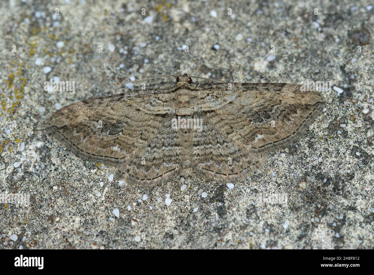 Closeup on a the fern geometer moth, Horisme tersata, well camouflaged ...