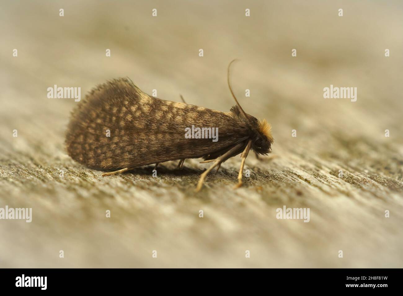 Closeup on the large birch bright, Taleporia tubulosa, a small brown ...