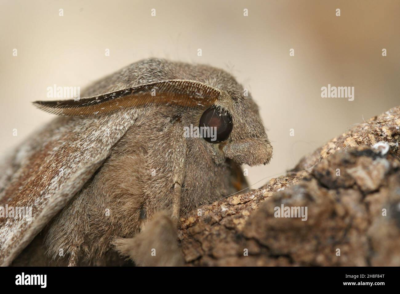 Lappet moth pine tree hi-res stock photography and images - Alamy