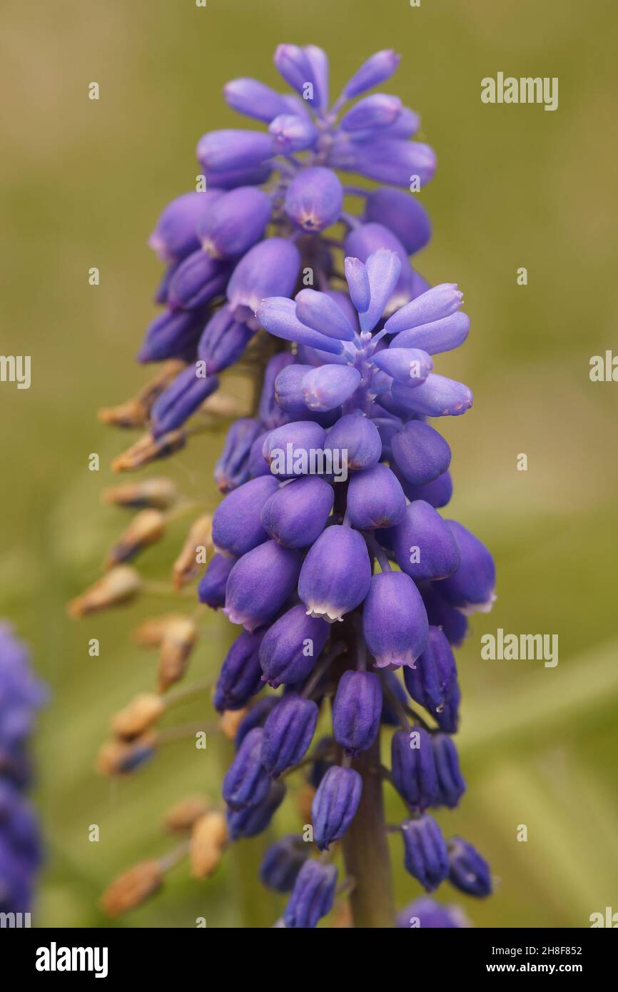 Close up of the soft blue flowers of the Italian or Compact Grape ...