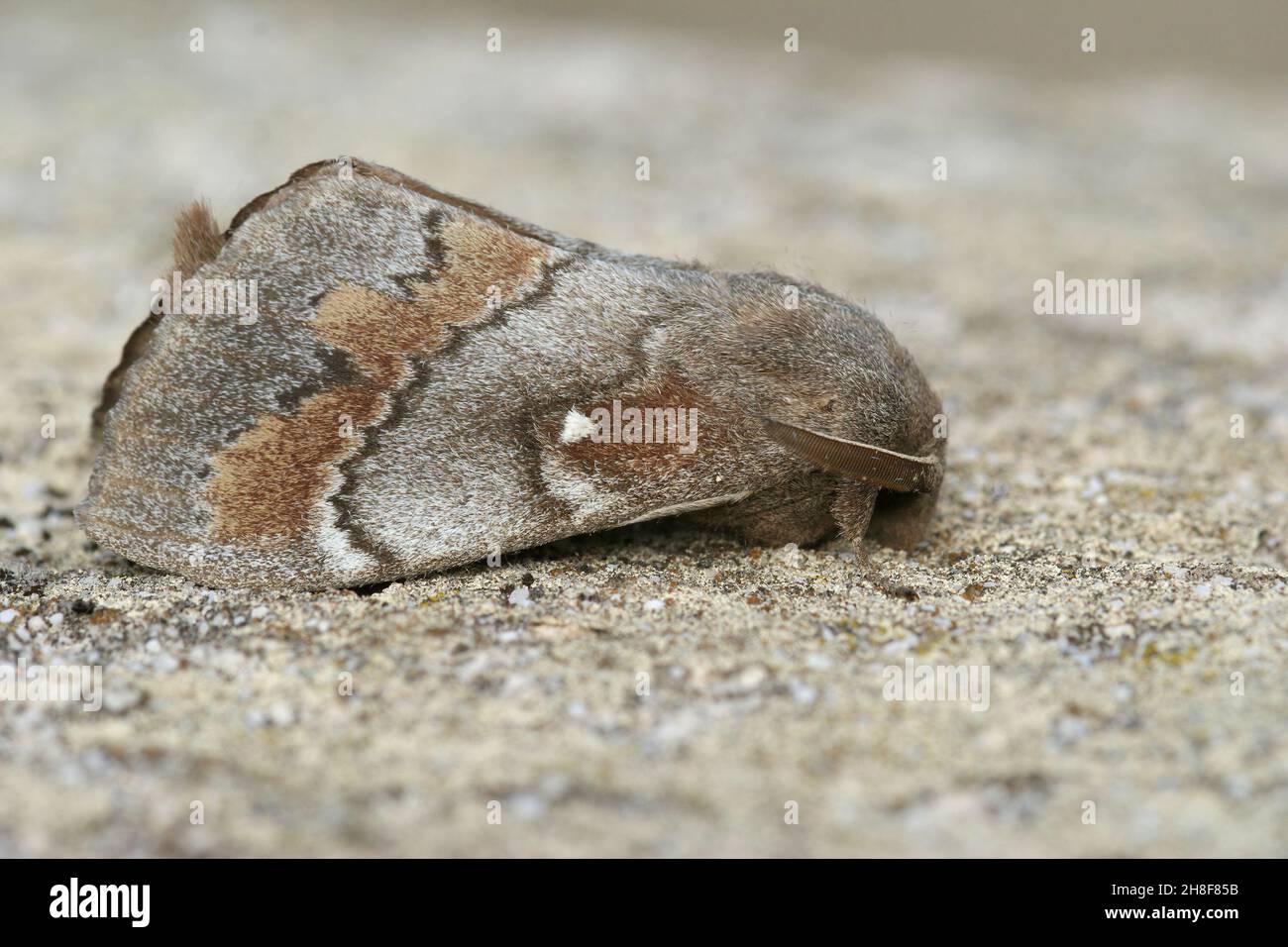 Closeup on the Pine-tree lappet moth, Dendrolimus pini sitting Stock ...