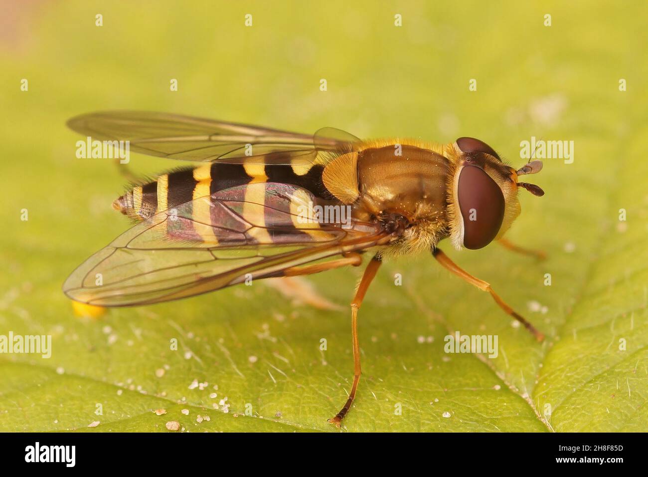 Detailed closeup of a Common banded hoverfly , Syrphus ribesii Stock ...