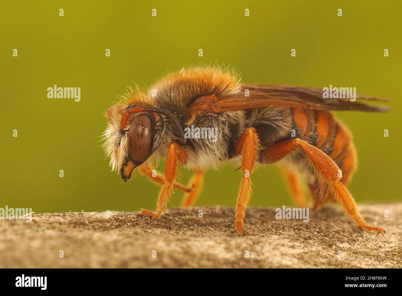 Closeup on a colorful Spotted red resin bee, Rhodanthidium sticticum ...
