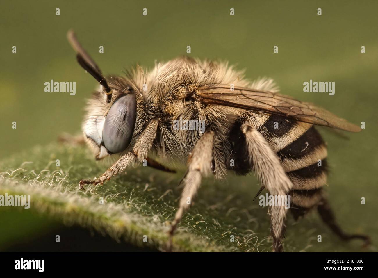 Closeup on a female blue banded digger bee, Amegilla albigena Stock ...