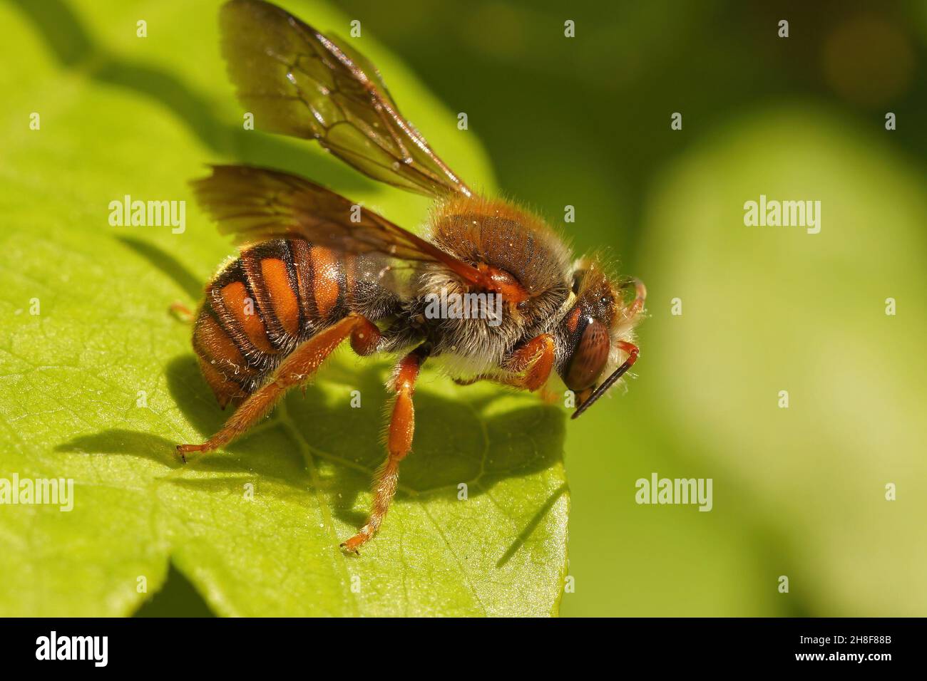 Closeup on a colorful Spotted red resin bee, Rhodanthidium sticticum ...
