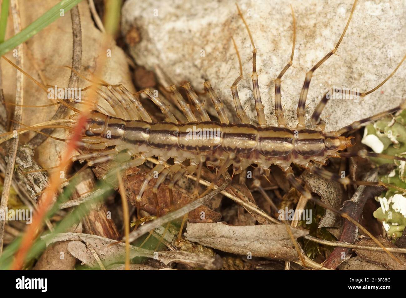 Close up of the house centipede, Scutigera coleoptrata Stock Photo - Alamy