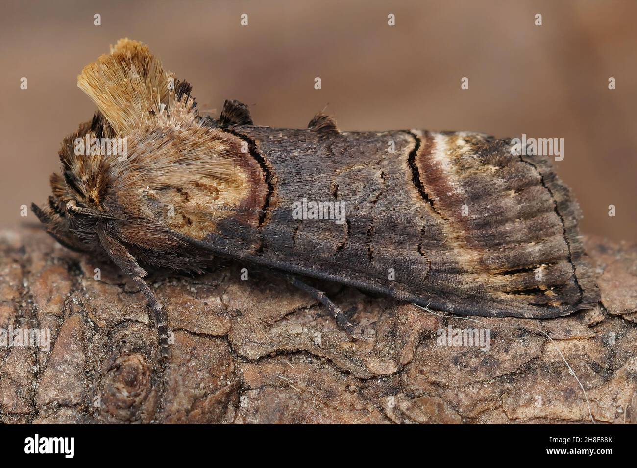 Lateral closeup of the Dark Spectacle moth, Abrostola triplasia Stock ...