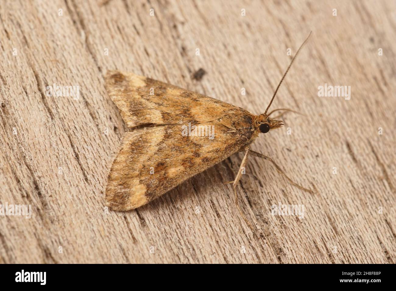 Closeup on the brown Golden pearl moth, Anania verbascalis moth Stock ...