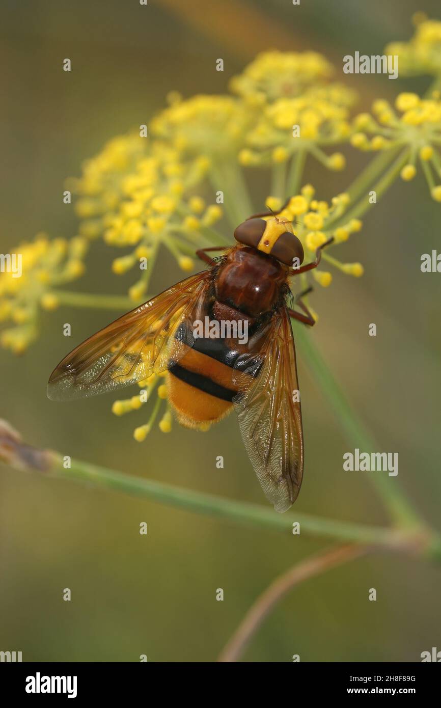 Vertical closeup on the hornet mimic hoverfly, Volucella zonaria Stock ...