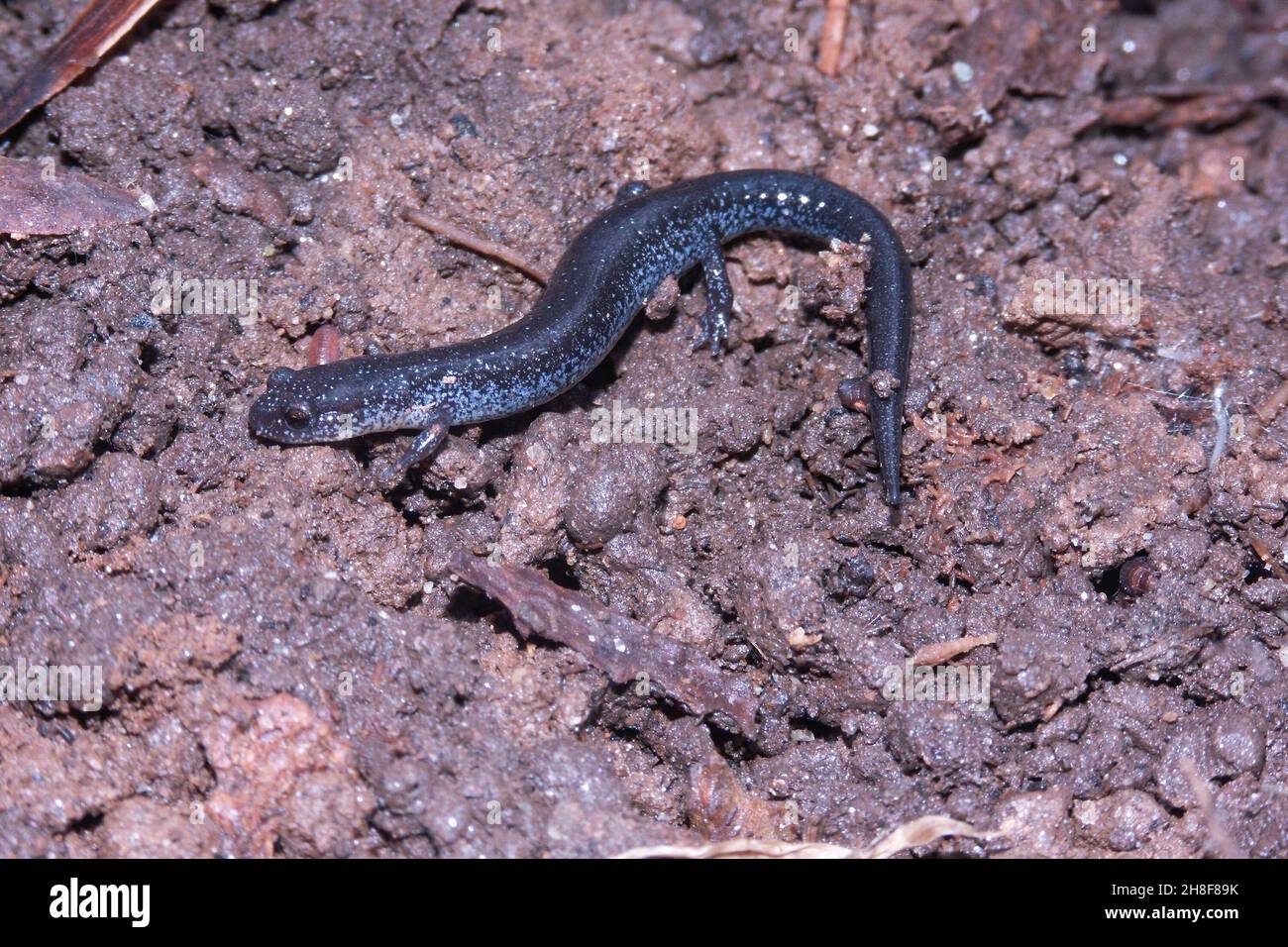 Eastern red backed salamander hi-res stock photography and images - Alamy