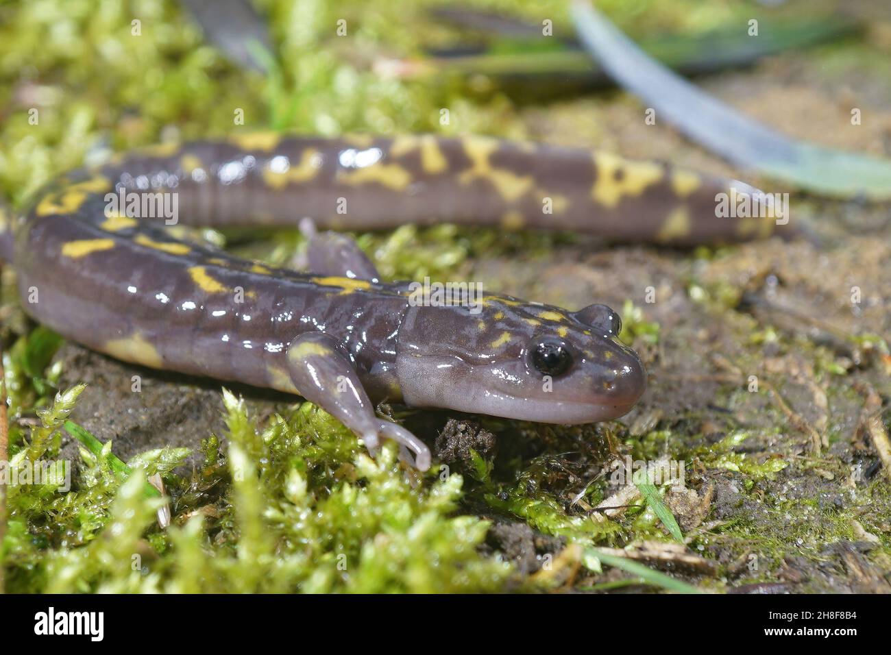 Closeup on the critically endangered Gorgan Mountain Salamander ...
