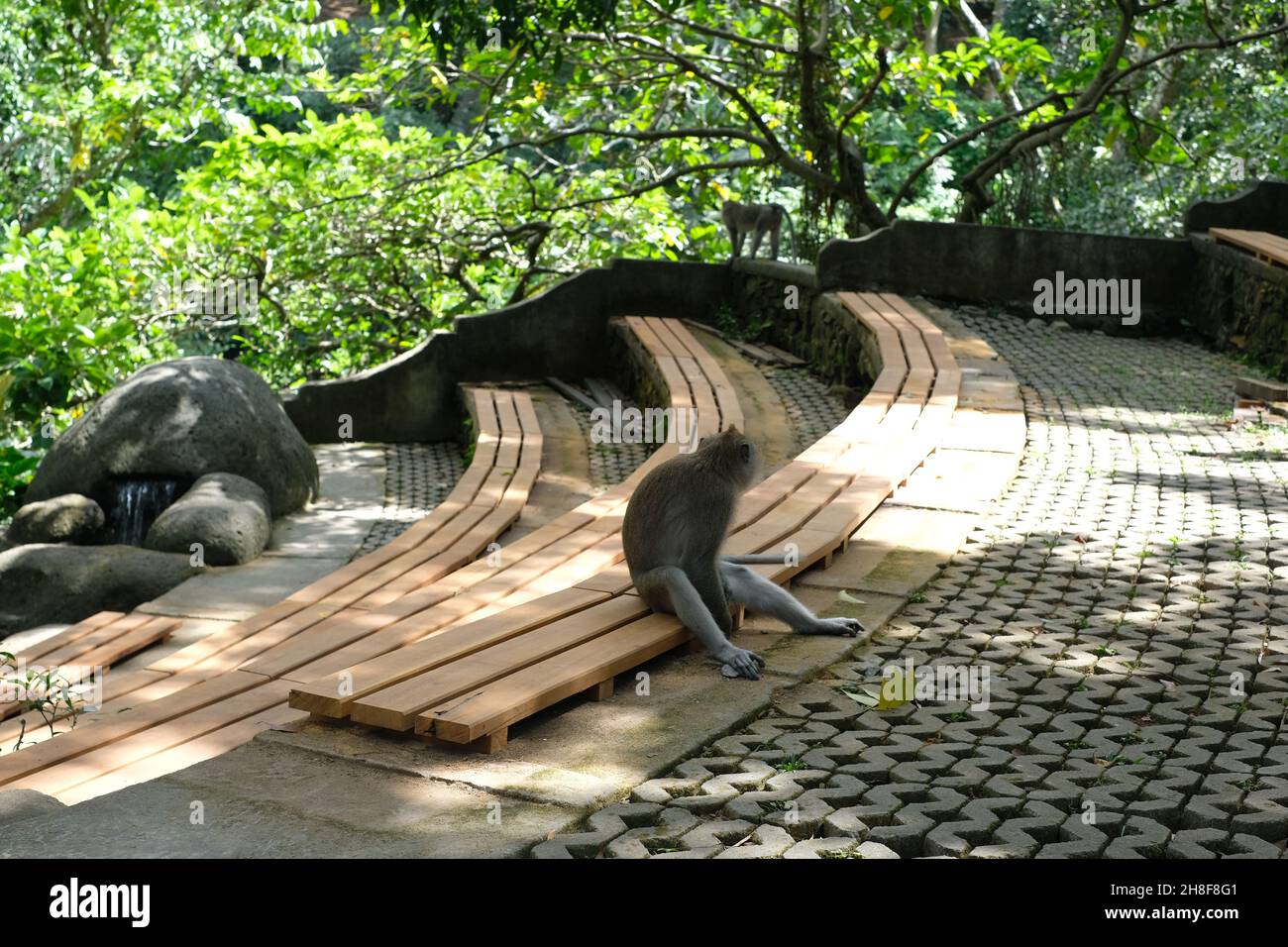 Wild monkeys at Monkey Forest in Ubud, Bali, Indonesia Stock Photo - Alamy