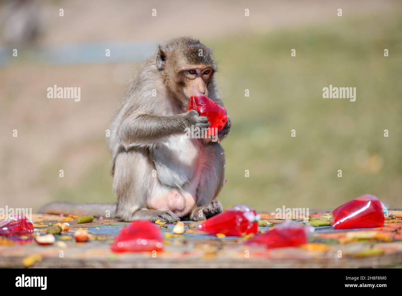 Monkey chinese table hi-res stock photography and images - Alamy