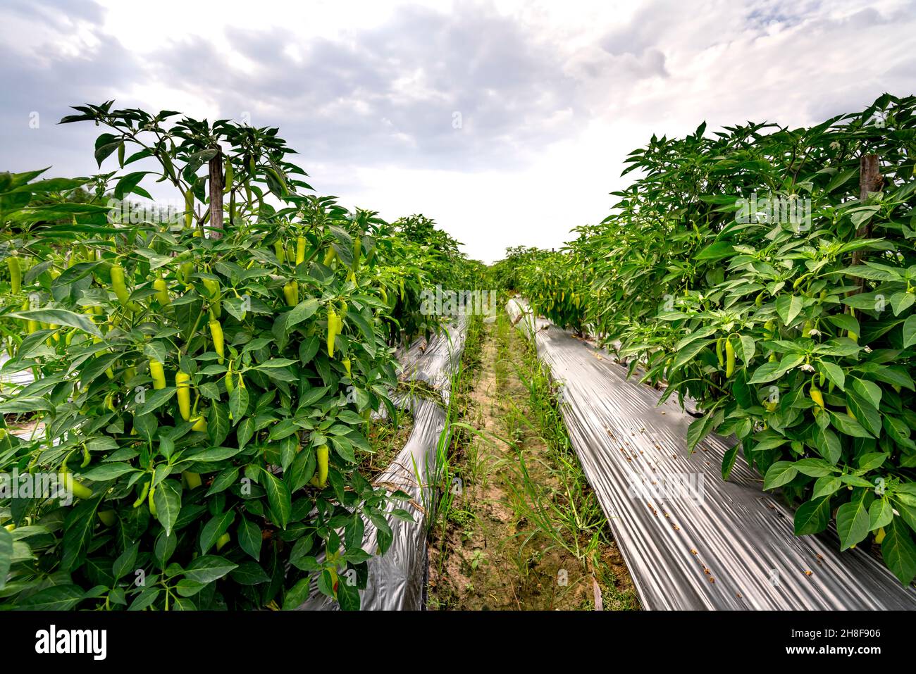 Paprika field chilli hi-res stock photography and images - Alamy