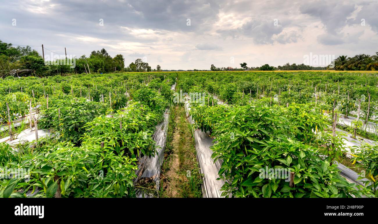 Farmer's chilli field in Tay Ninh province, Vietnam Stock Photo - Alamy