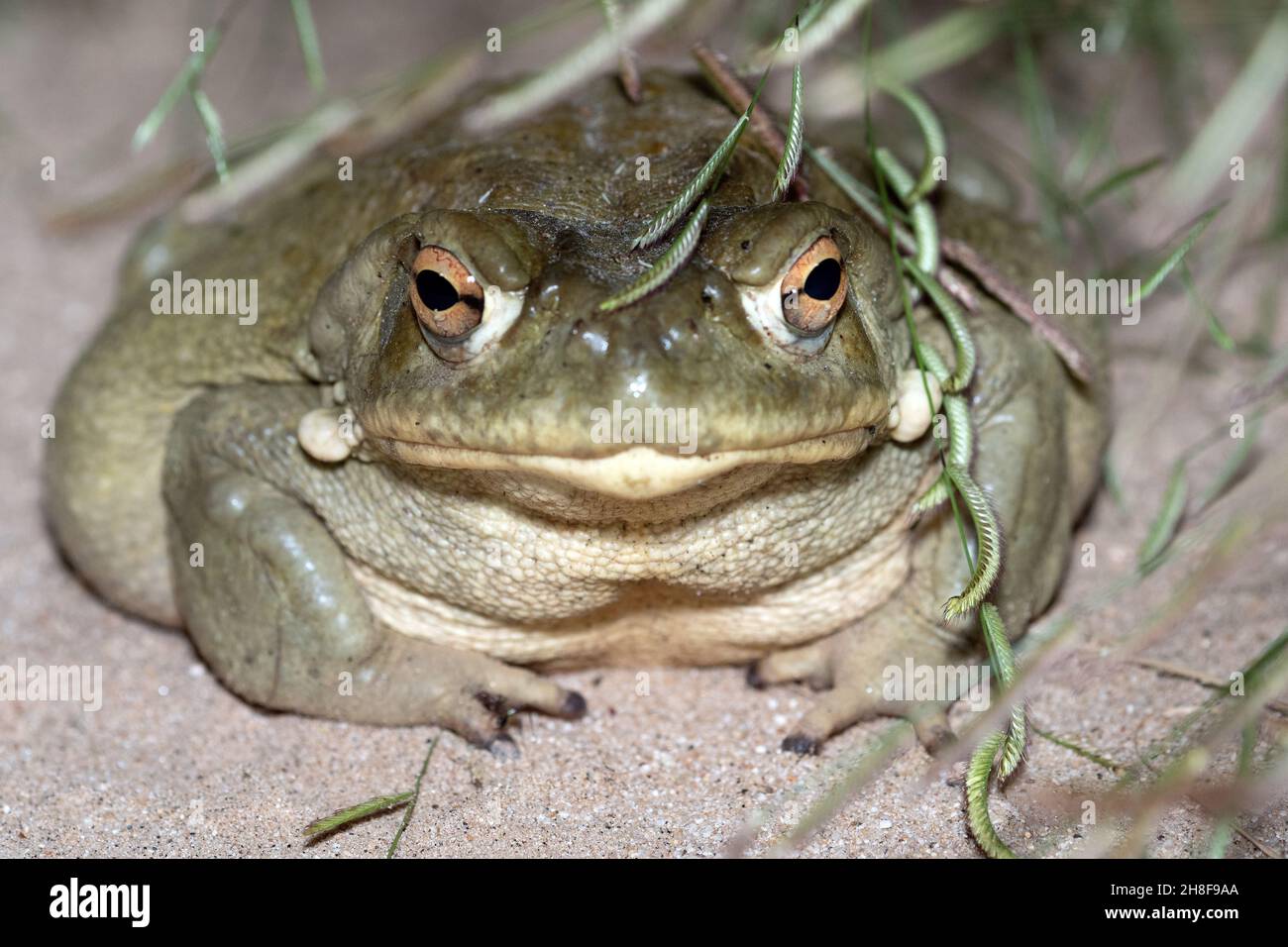 Desert toad hi-res stock photography and images - Alamy
