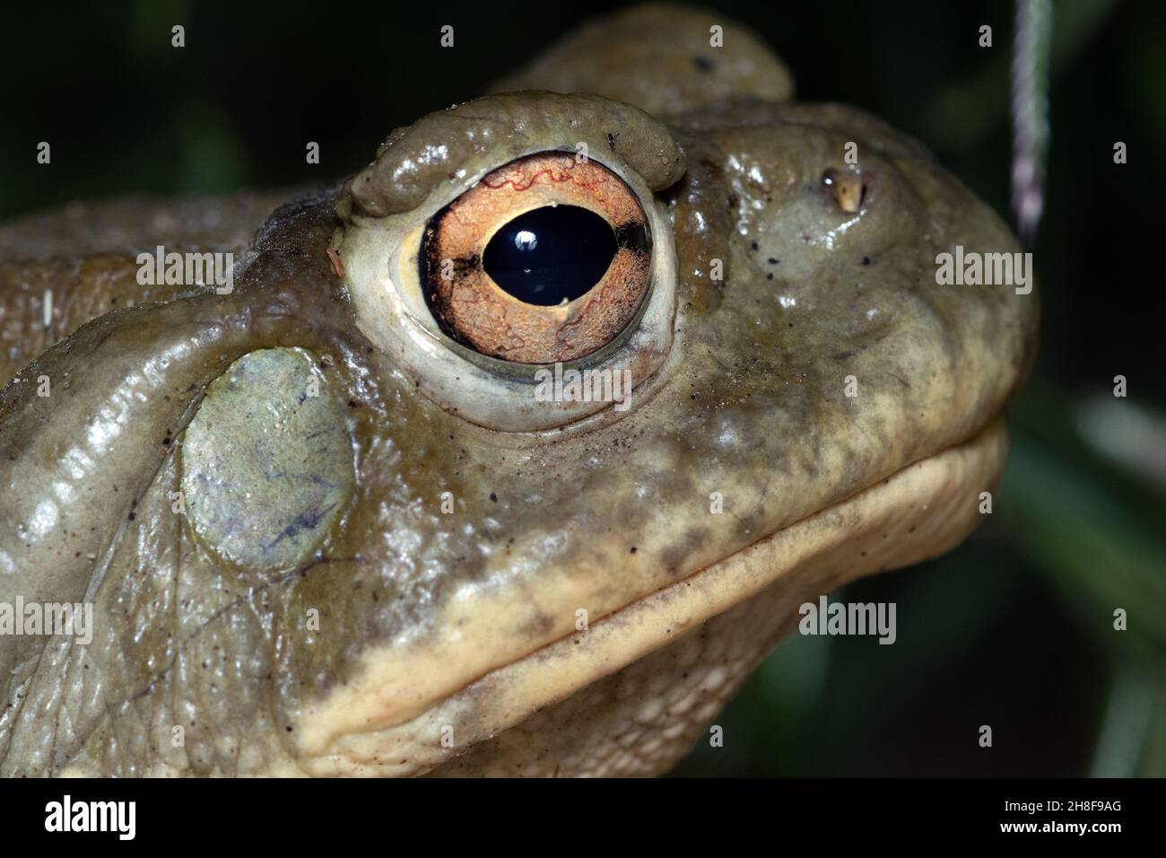 Sonoran Desert Toad (Incilius alvarius Stock Photo - Alamy