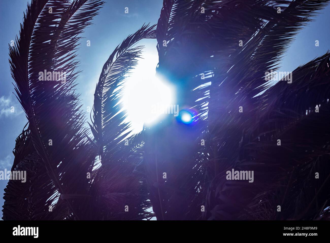 Sunshine through native trees Stock Photo - Alamy