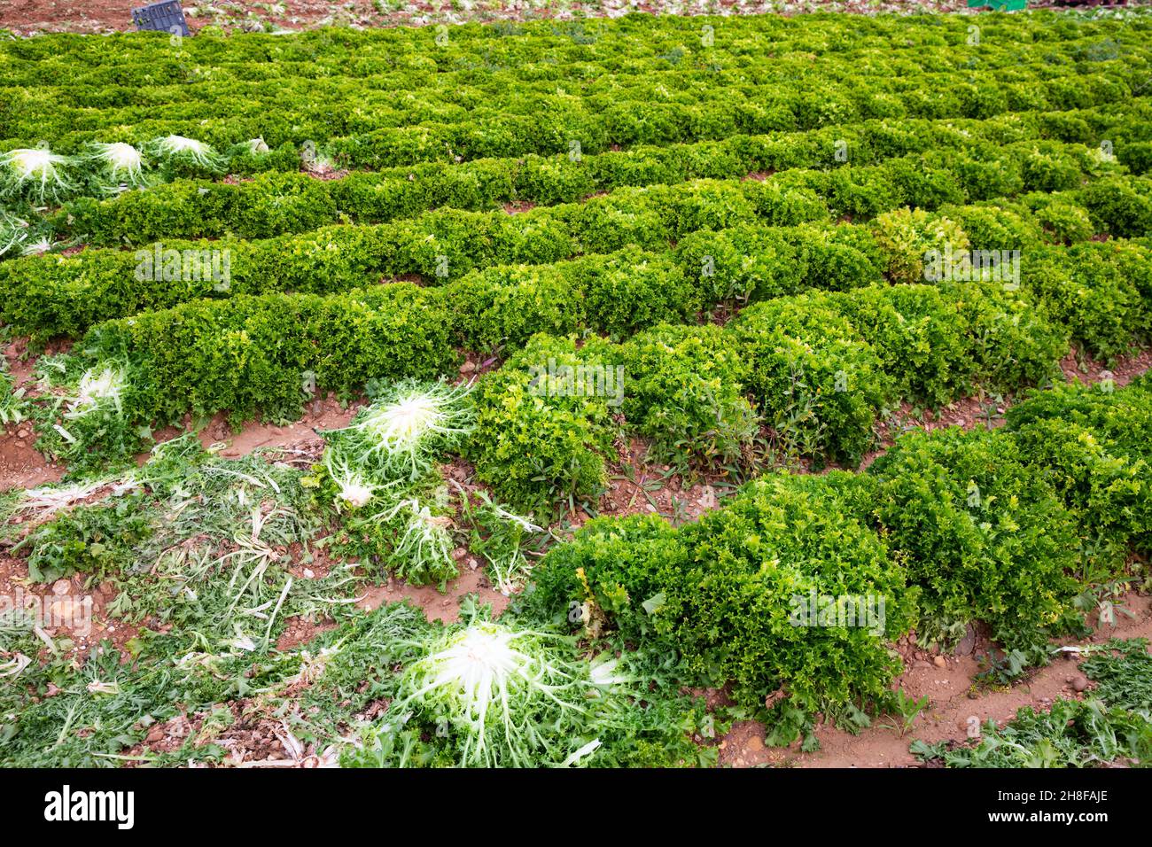 Green frisee on plantation Stock Photo - Alamy