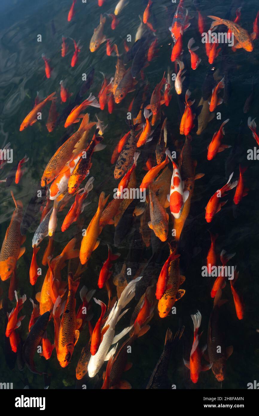 Colorful koi fish in clear water Stock Photo - Alamy