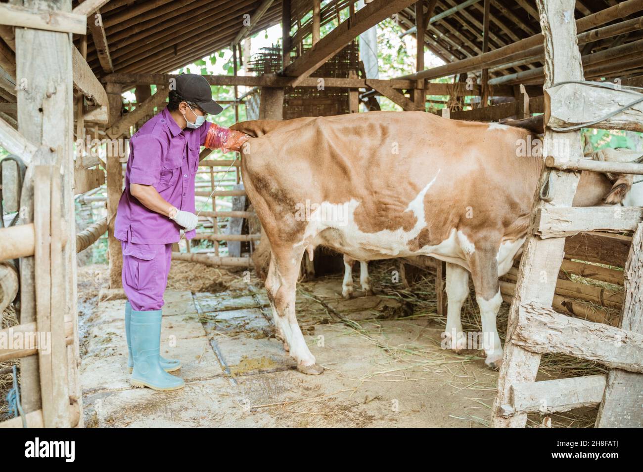 Insemination Cow The Forced Insemination Of Cows | Vegan FTA