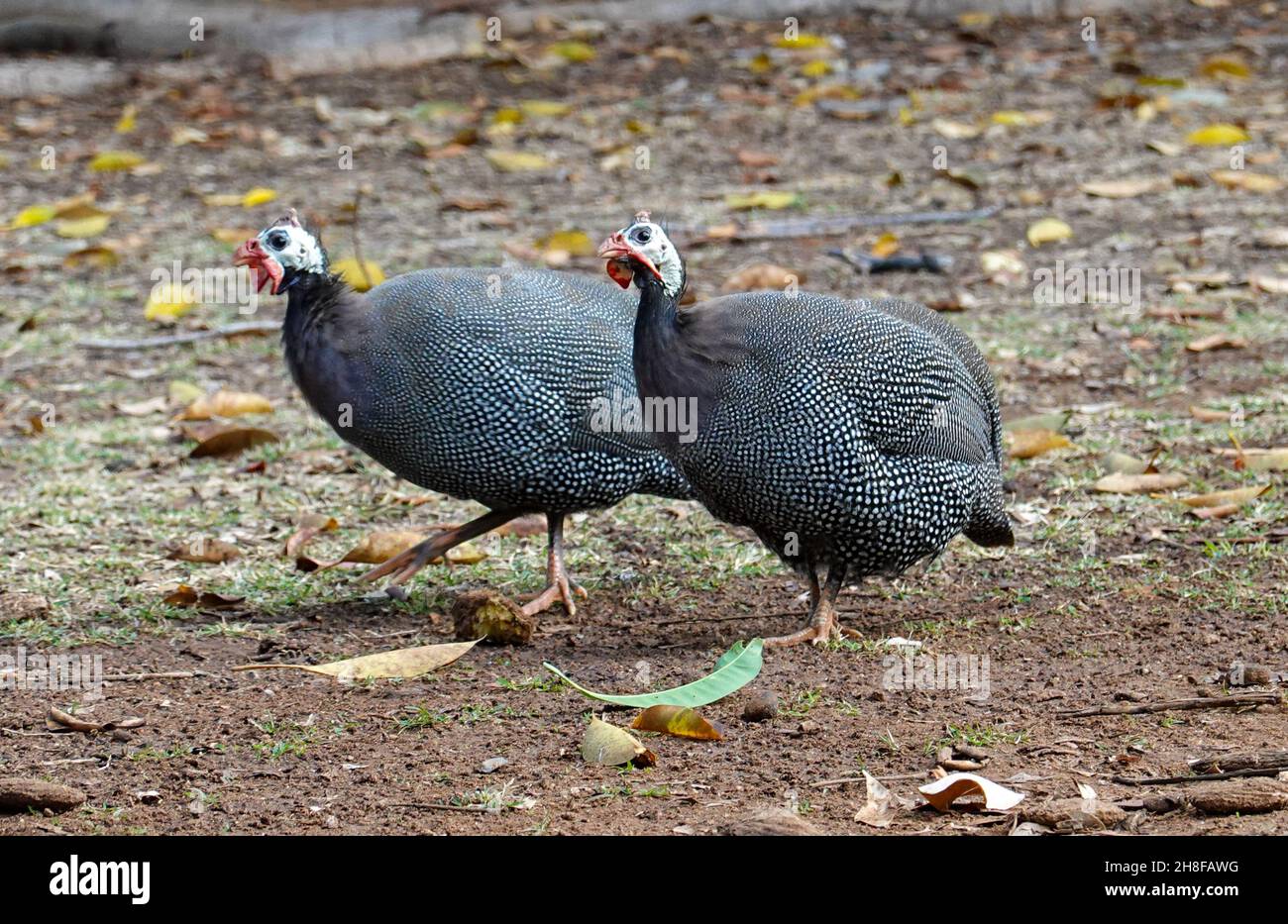 Guinea fowl in Chillagoe,Australia Stock Photo - Alamy