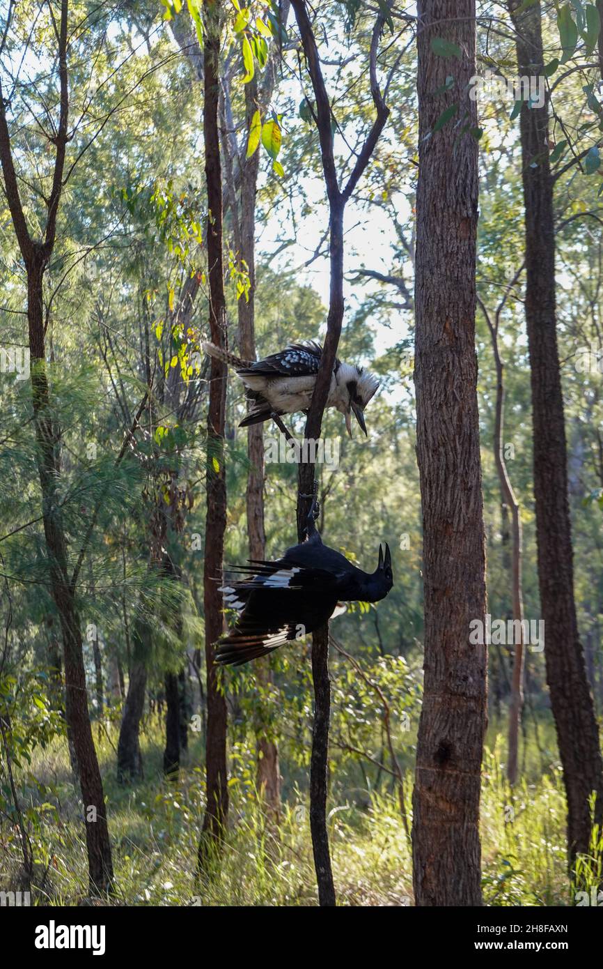 A crow and Kookaburra fighting Stock Photo - Alamy