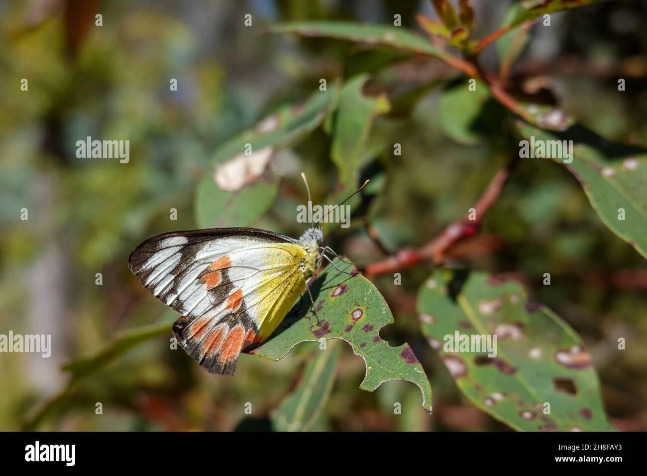 Black jezebel butterfly hi-res stock photography and images - Alamy