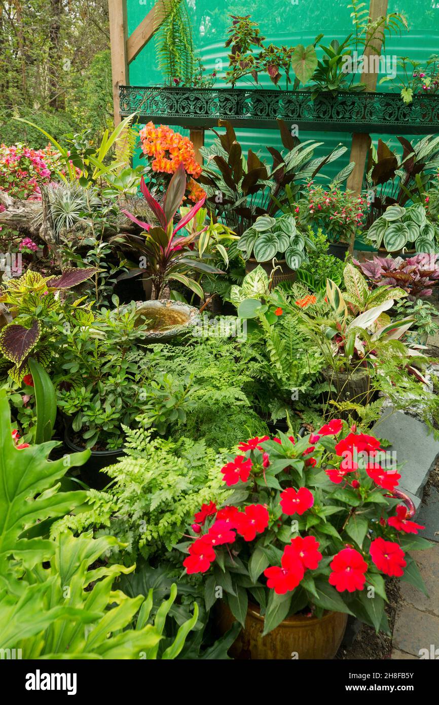 Tropical australian garden hi-res stock photography and images - Alamy