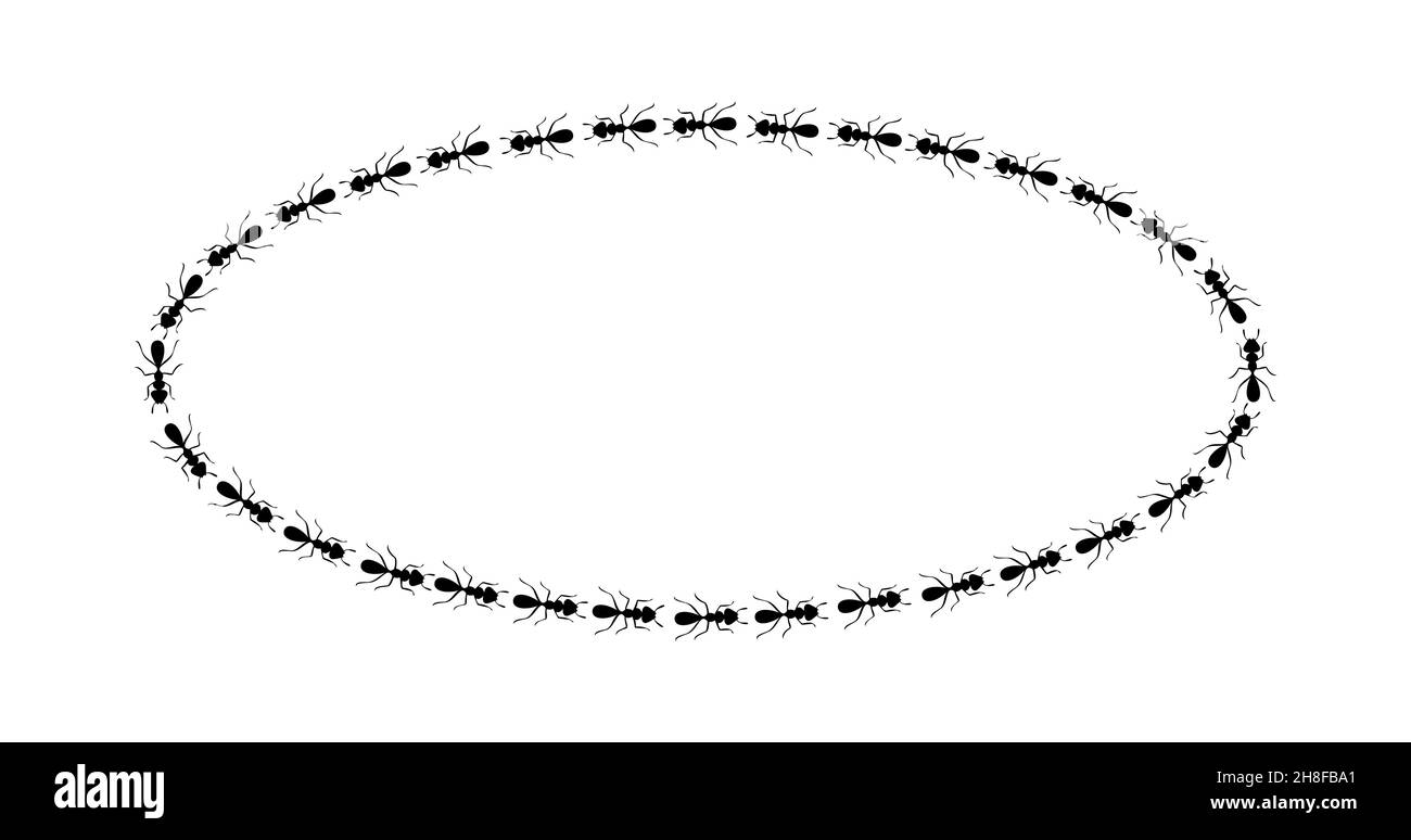 Black ants circle border. Ants forming oval shape isolated in white background. Vector ...