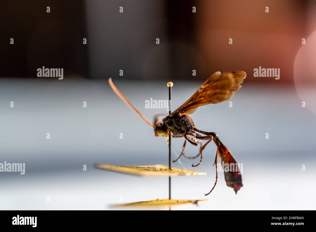 pinned ichneumon wasp specimen in an entomology insect collection Stock ...