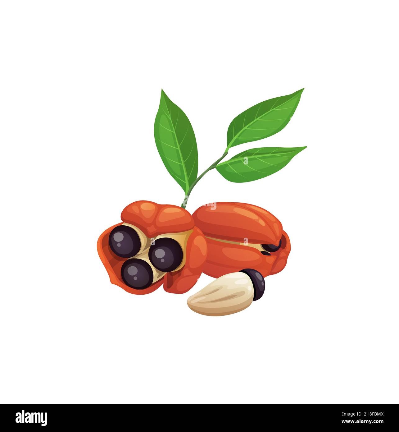 Ackee exotic tropical fruit with leaf isolated. Vector achee, ackee ...