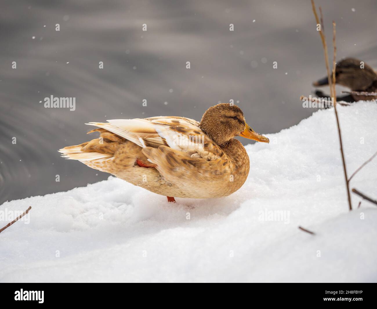 Yellow colored Mallard female Duck on the white snow background. Animal ...