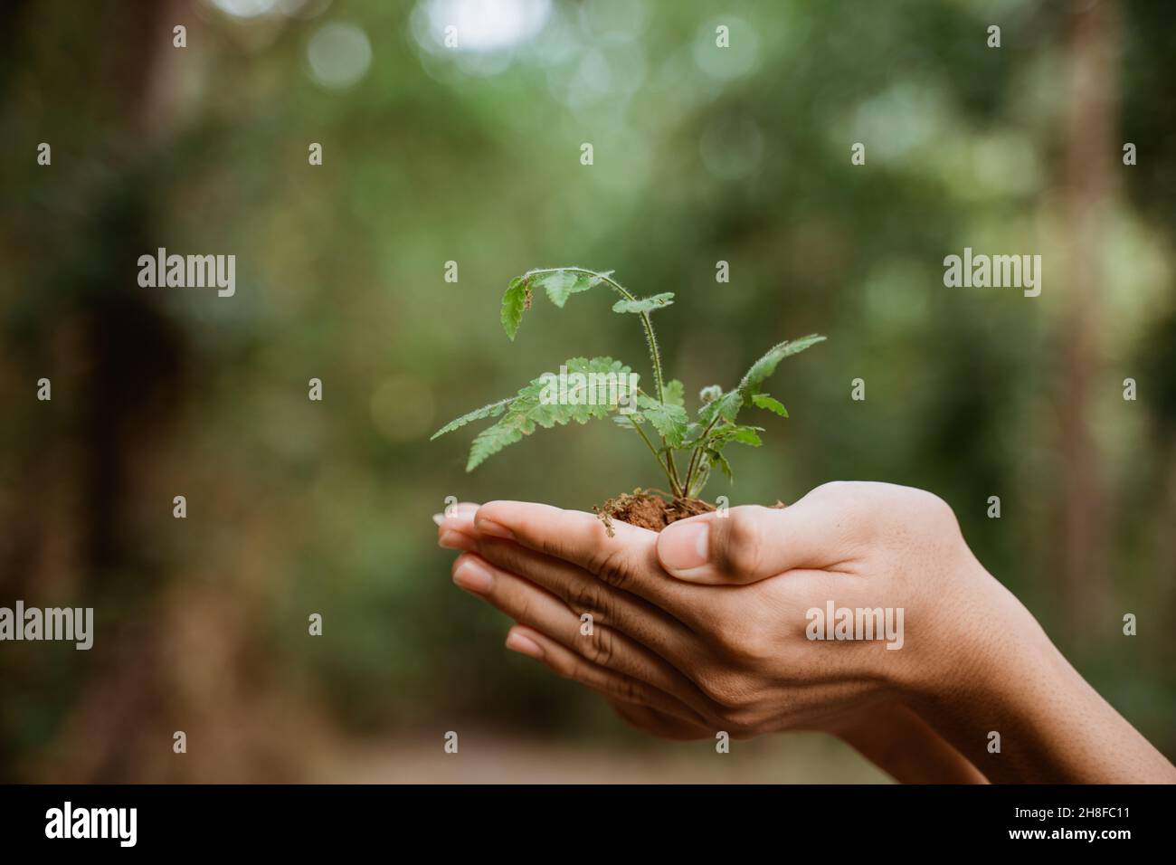 planting tree for better environment sustainability Stock Photo - Alamy