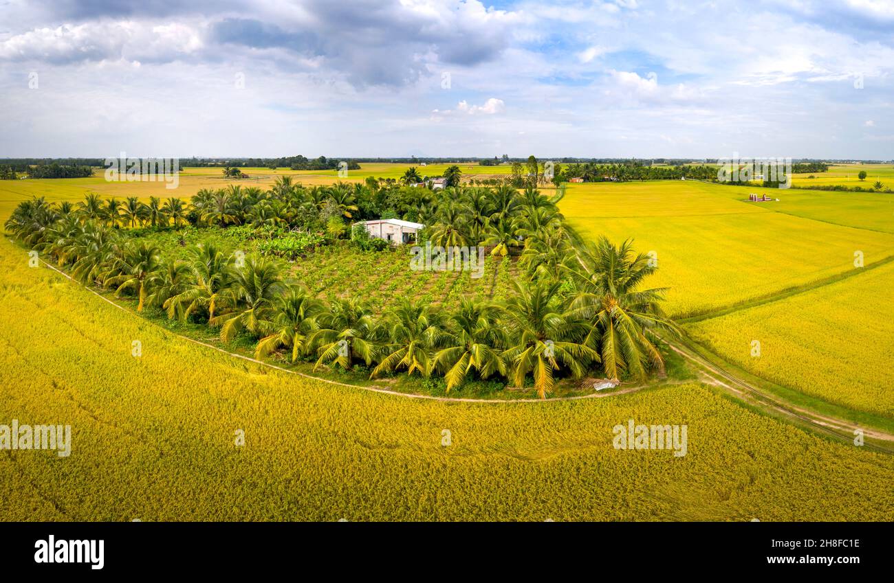Panoramic view of ripe rice fields with winding red dirt road in Tay ...