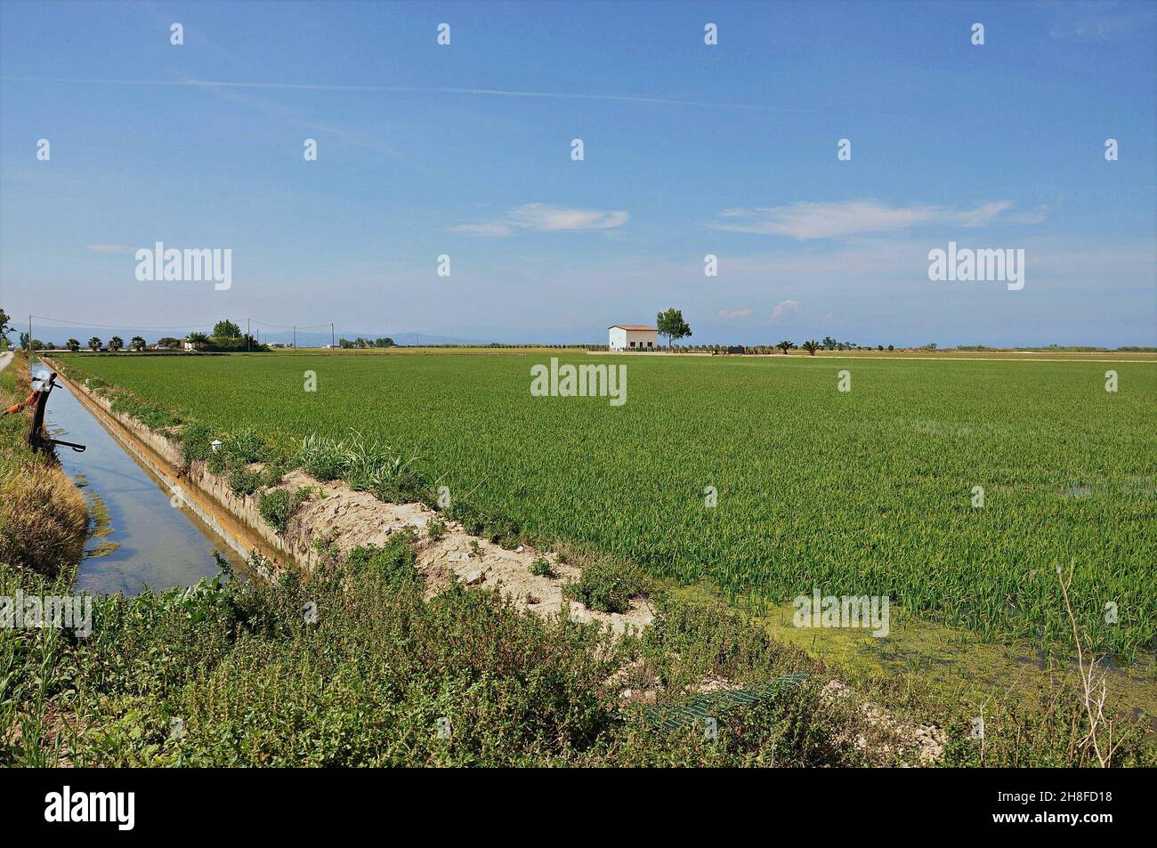 Wetlands rice paddies hi-res stock photography and images - Alamy