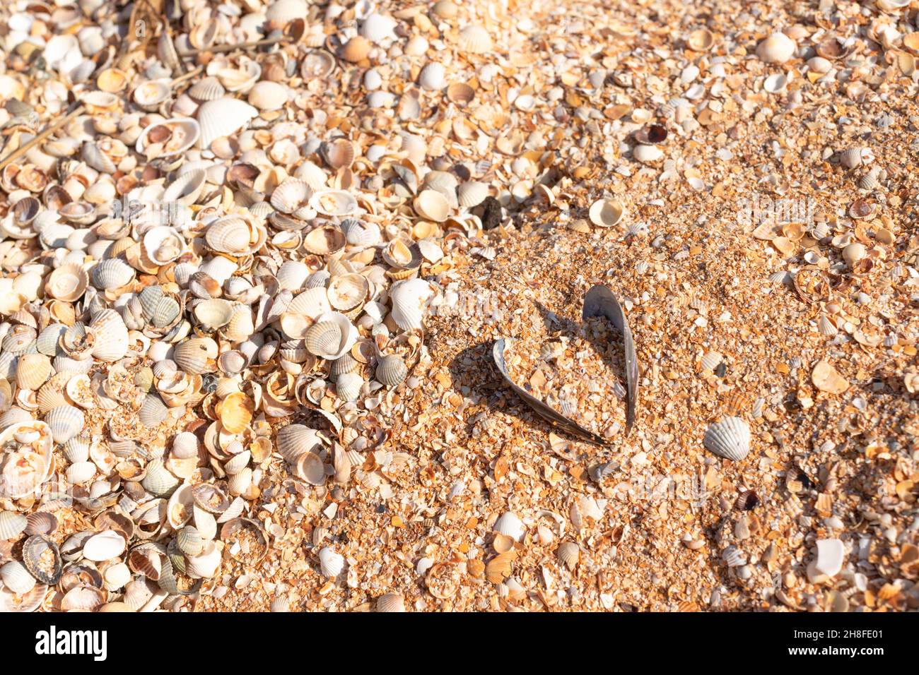 A background of shells on a seashell beach. A large number of small ...